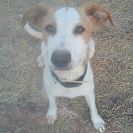 Buscafuska - CANELA Perro Mestizo/criollo en adopción en Madrid ...