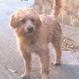 Buscafuska - Osito Perro Mestizo/criollo en adopción en Barcelona, Cataluña